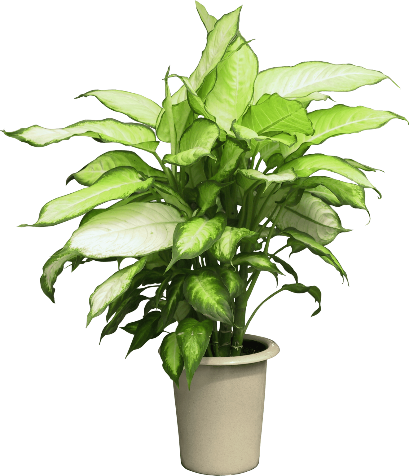 CLASSIC PEACE LILY – BWD Elementor Addons